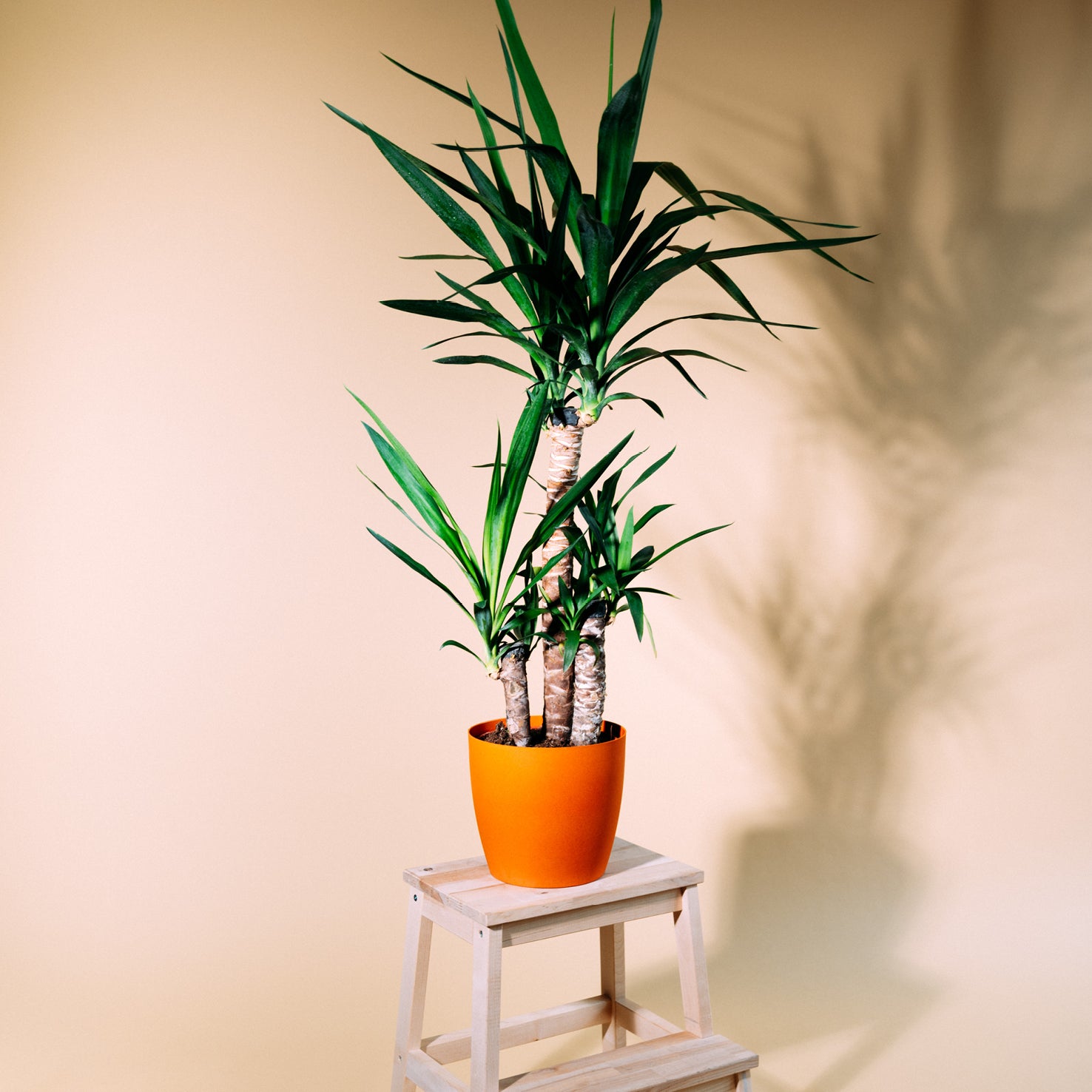 Riesen-Palmlilie (Yucca elephantipes) kaufen - Plantura Shop