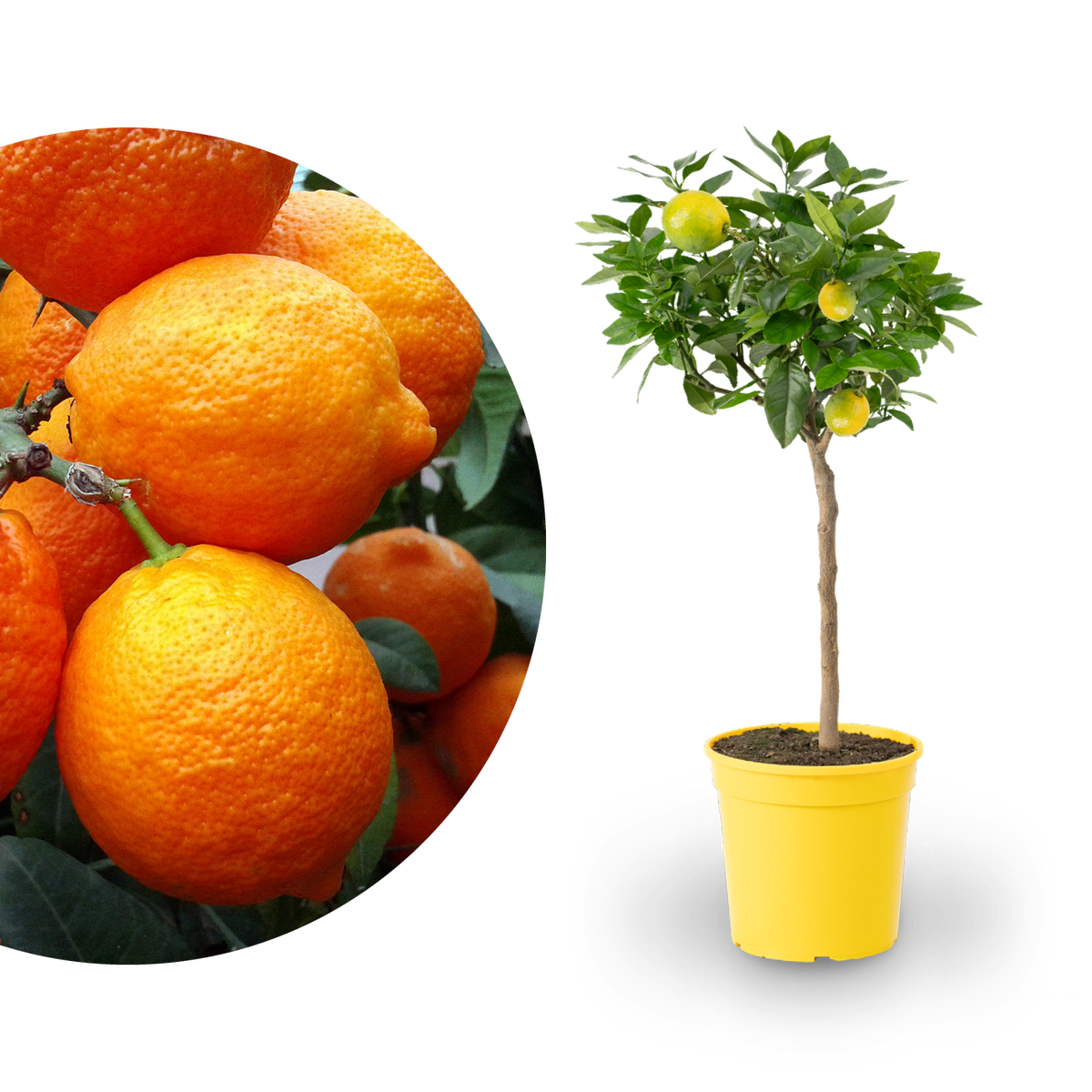 Rote Zitrone LEMON TIME® 'Rosso' kaufen - Plantura Shop