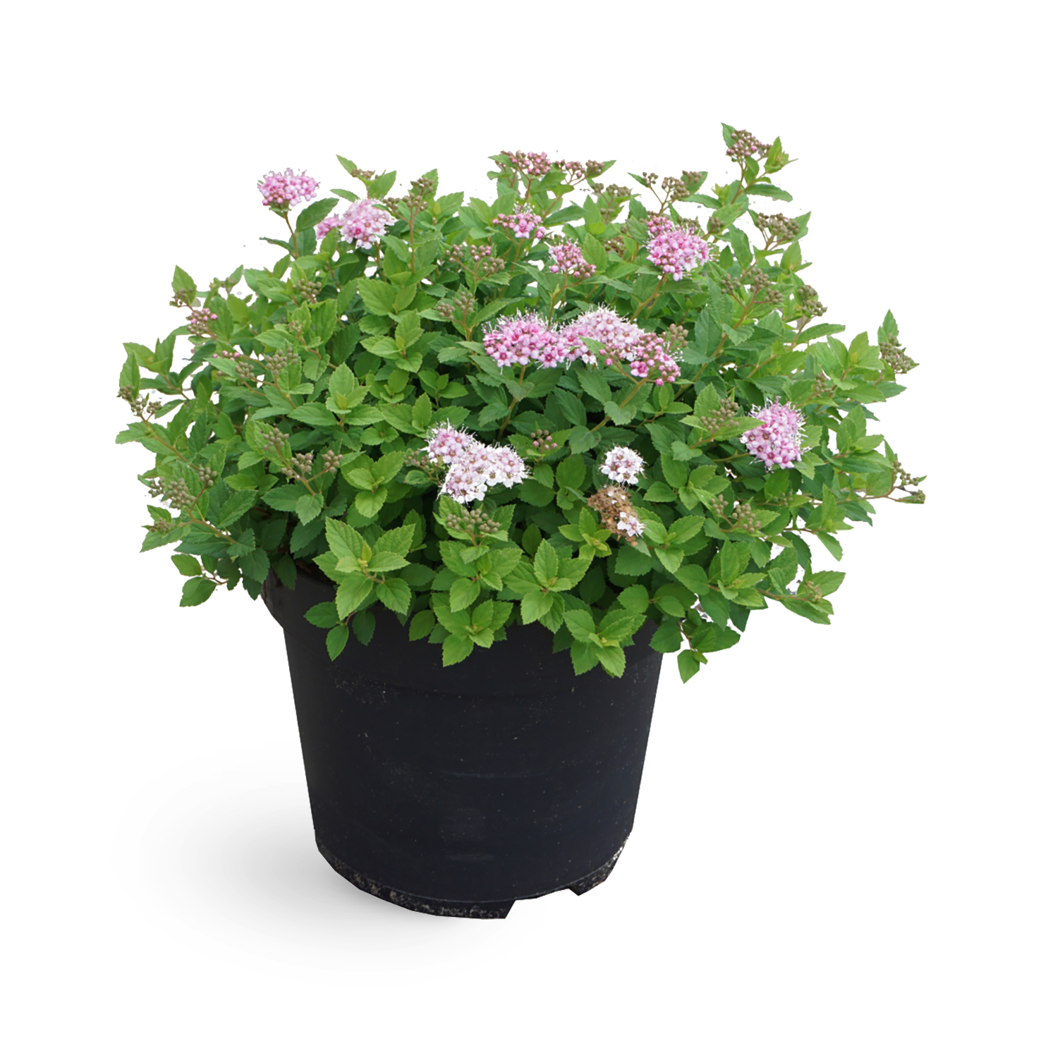 Rote Zwergspiere 'Little Princess' (Mehrfach-Set) – Plantura