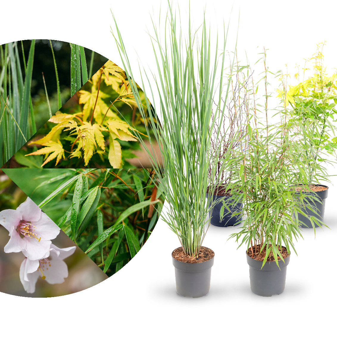 Asiagarten Frisches Grün 4er Pflanzen-Set - Plantura Shop