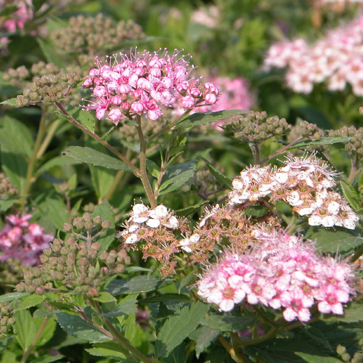 Rote Zwergspiere 'Little Princess' (Mehrfach-Set) – Plantura