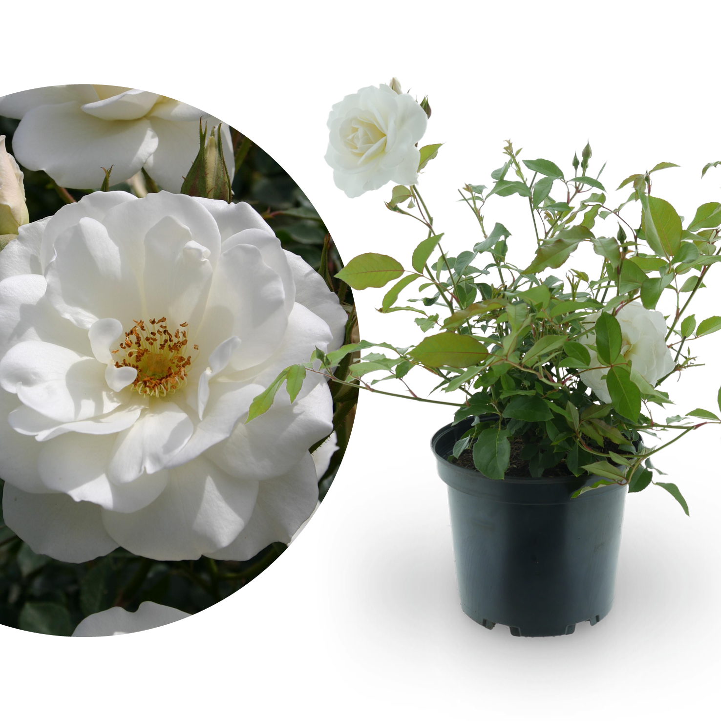 Strauch- & Buschrosen-Sorten: Die schönsten - Plantura