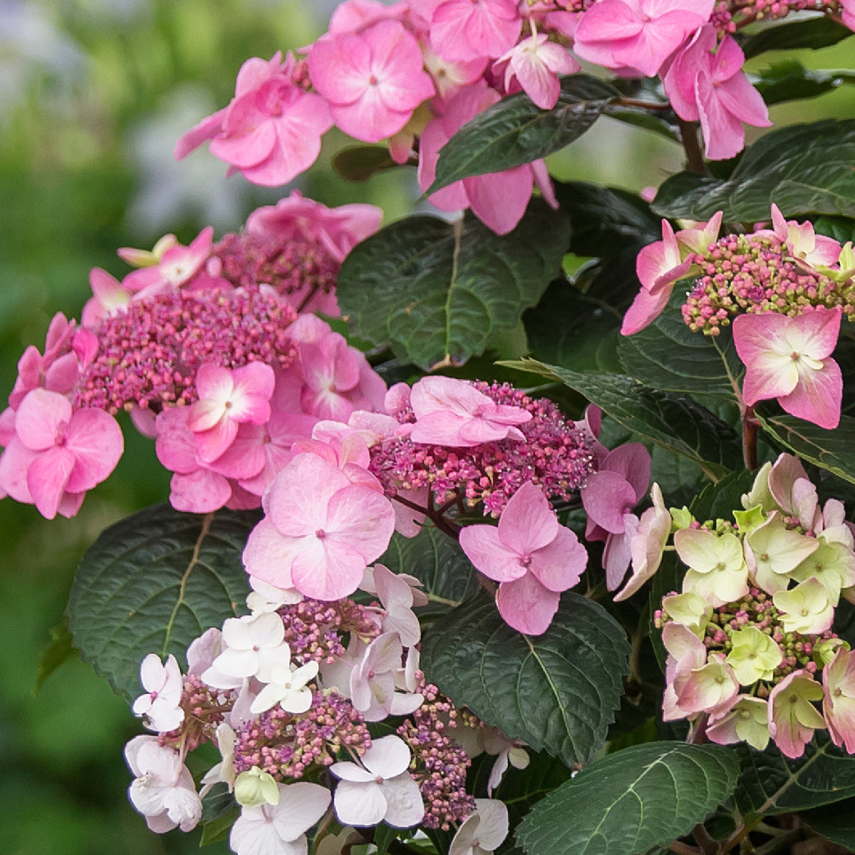 Hortensie Endless Summer® 'Pop Star'® Rosa - Plantura Shop