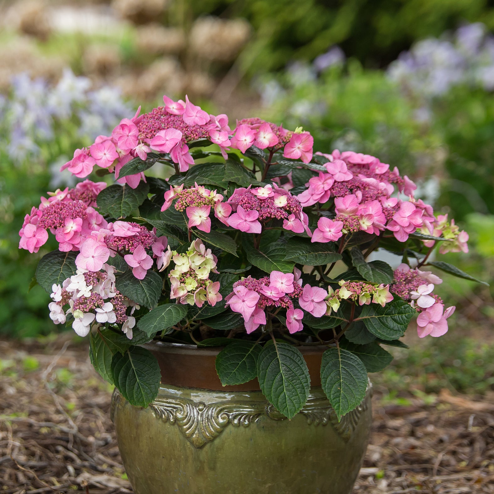 Hortensie Endless Summer® 'Pop Star'® Rosa - Plantura Shop