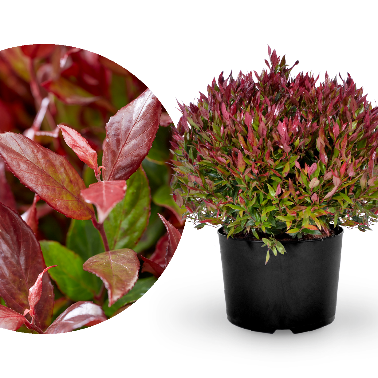 Traubenheide 'Little Flames®' kaufen - Plantura Shop