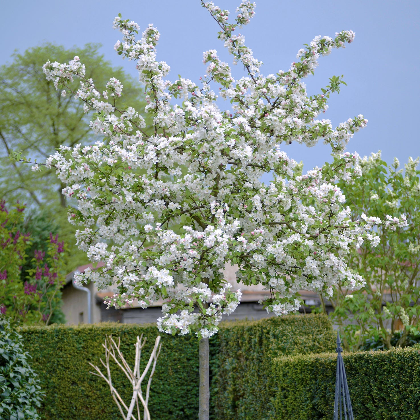 Zier-Apfelbaum 'Evereste'® kaufen - Plantura Shop