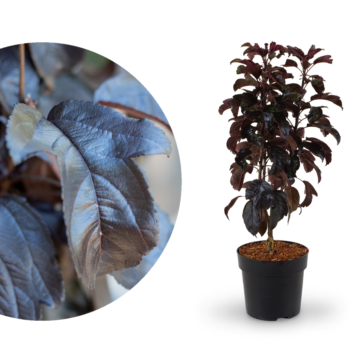 Zier-Apfelbaum 'Aros'® kaufen - Plantura Shop