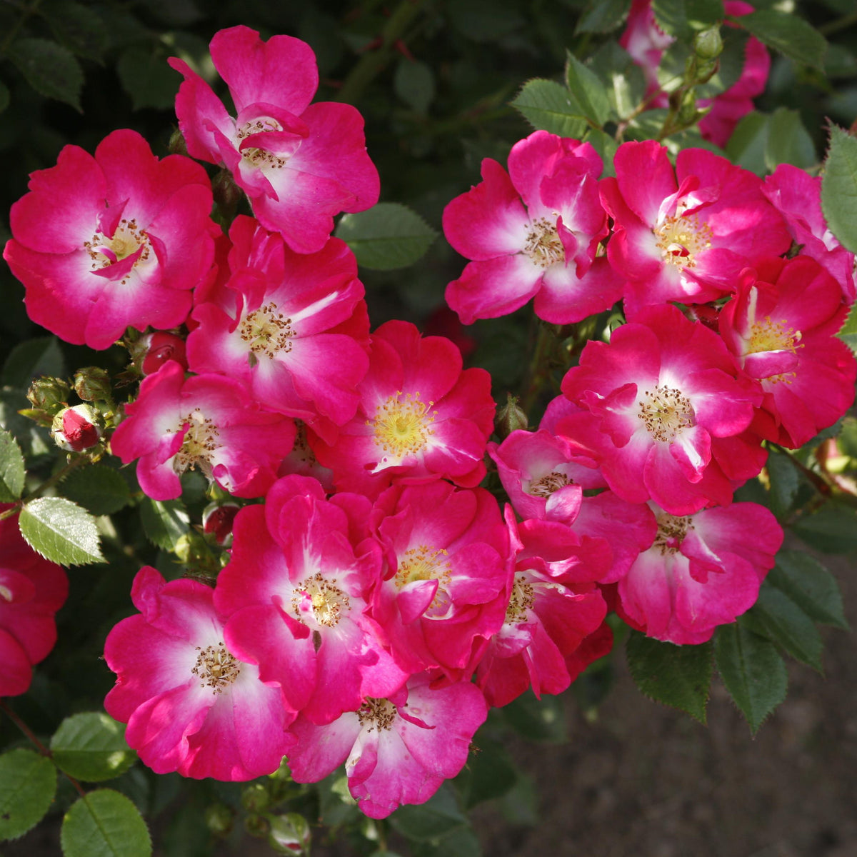 Zwergrose 'Lupo'® Pink kaufen - Plantura Shop