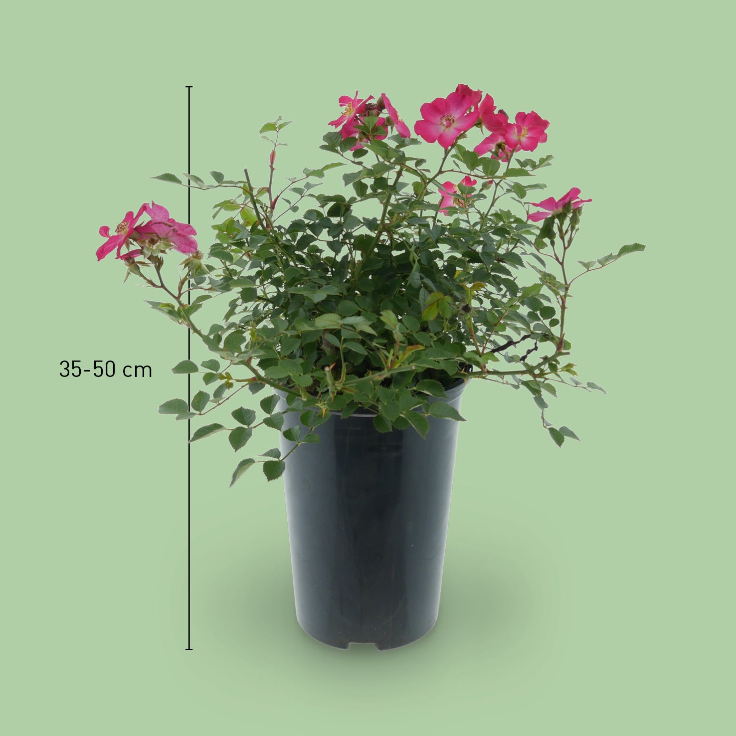 Zwergrose 'Lupo'® Pink kaufen - Plantura Shop